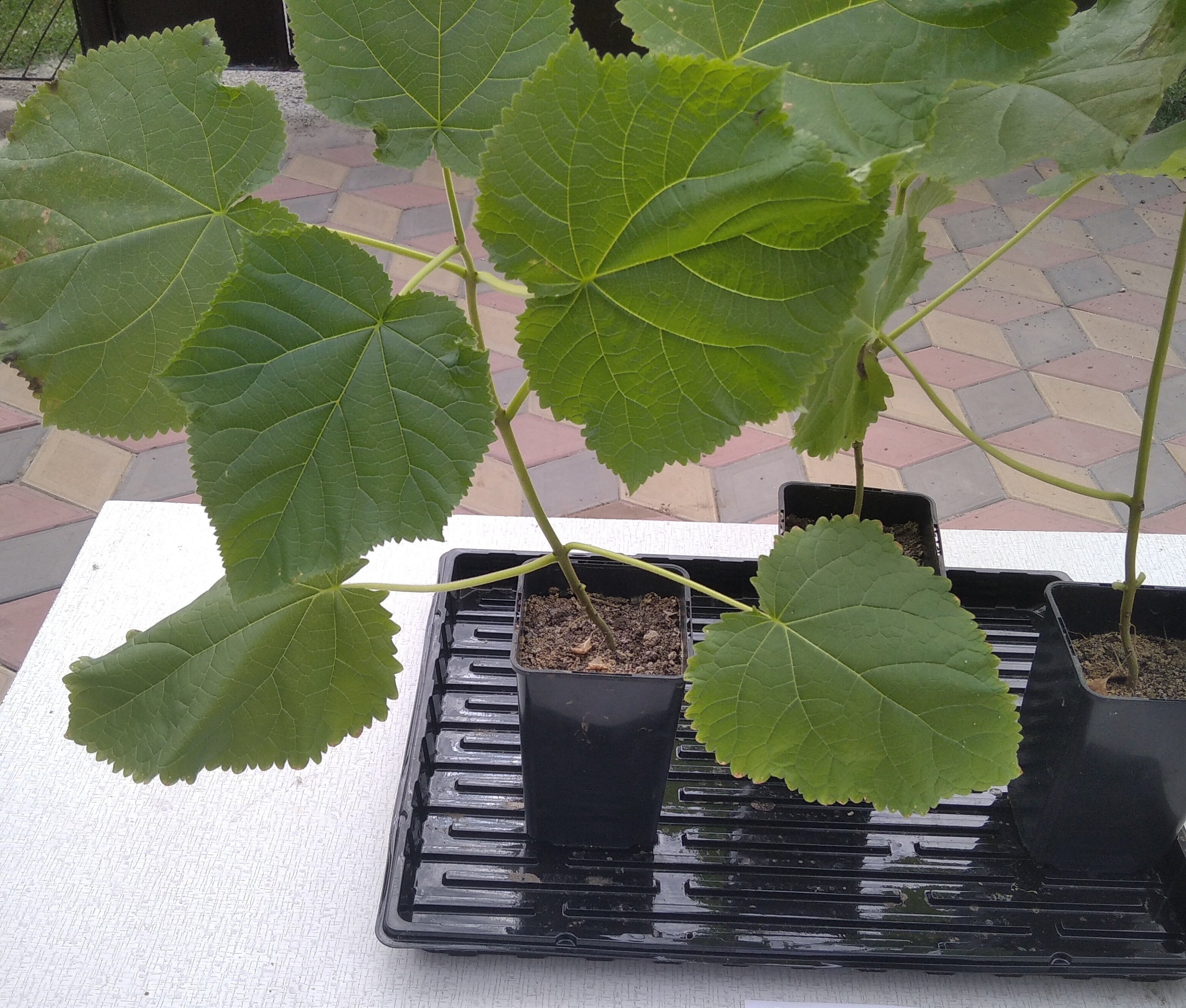 Paulownia Shan Tong (50 graines) Empress Tree, Dragon Tree, Princess ...
