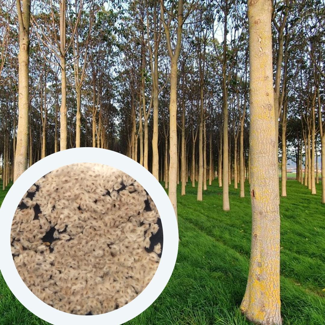 Paulownia Pao Tong Z07 (0,25 G. Approx. 1000 Seeds) Princess Tree ...