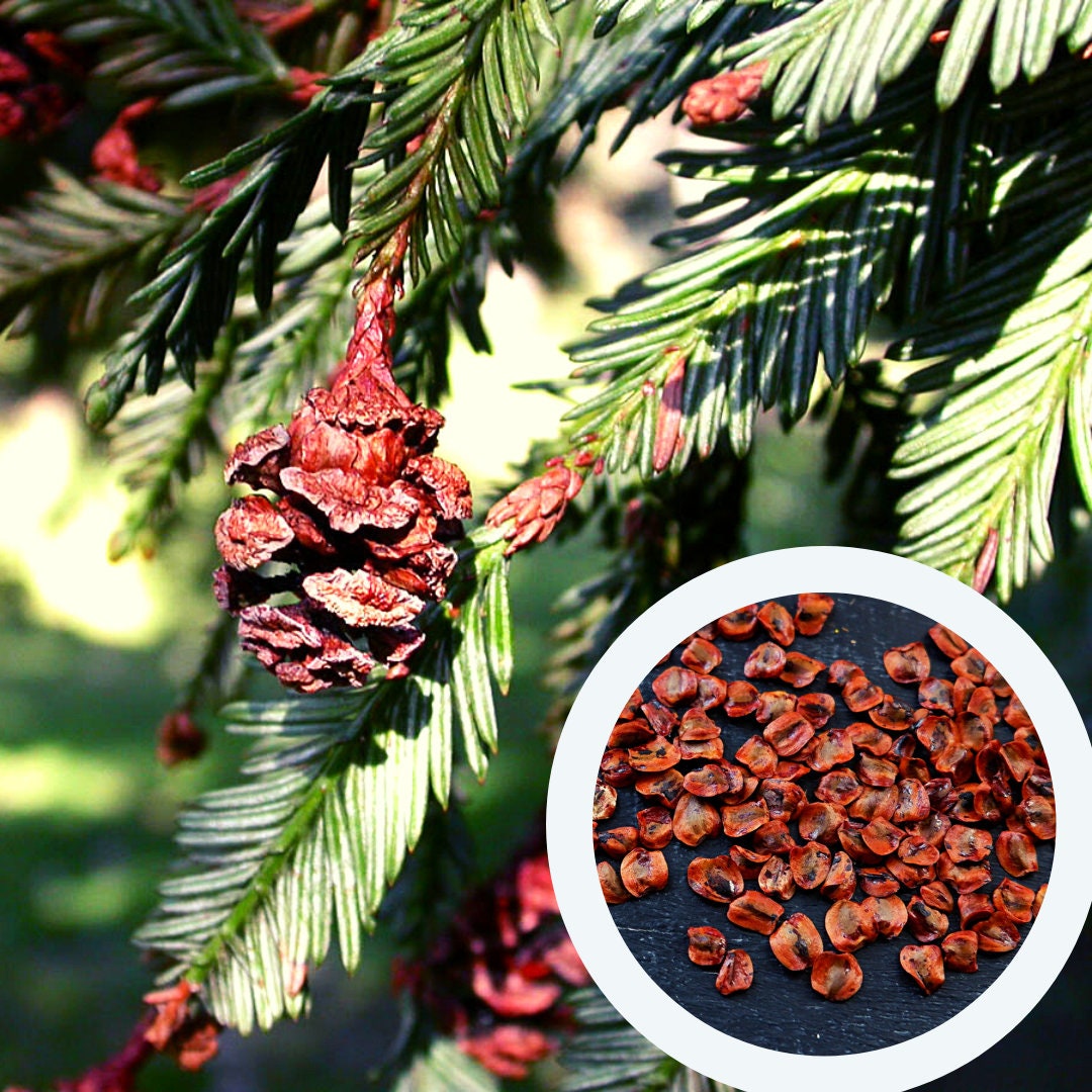 Sequoia 0,2 G. (approx. 50 Seeds) California Redwood (sequoia ...