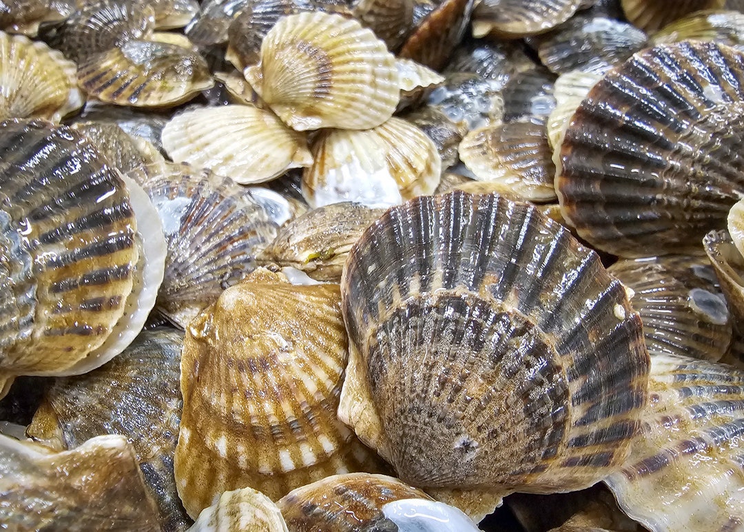 FINISHED 100ct Bay Scallop Shells for Decoration & Crafts - Etsy