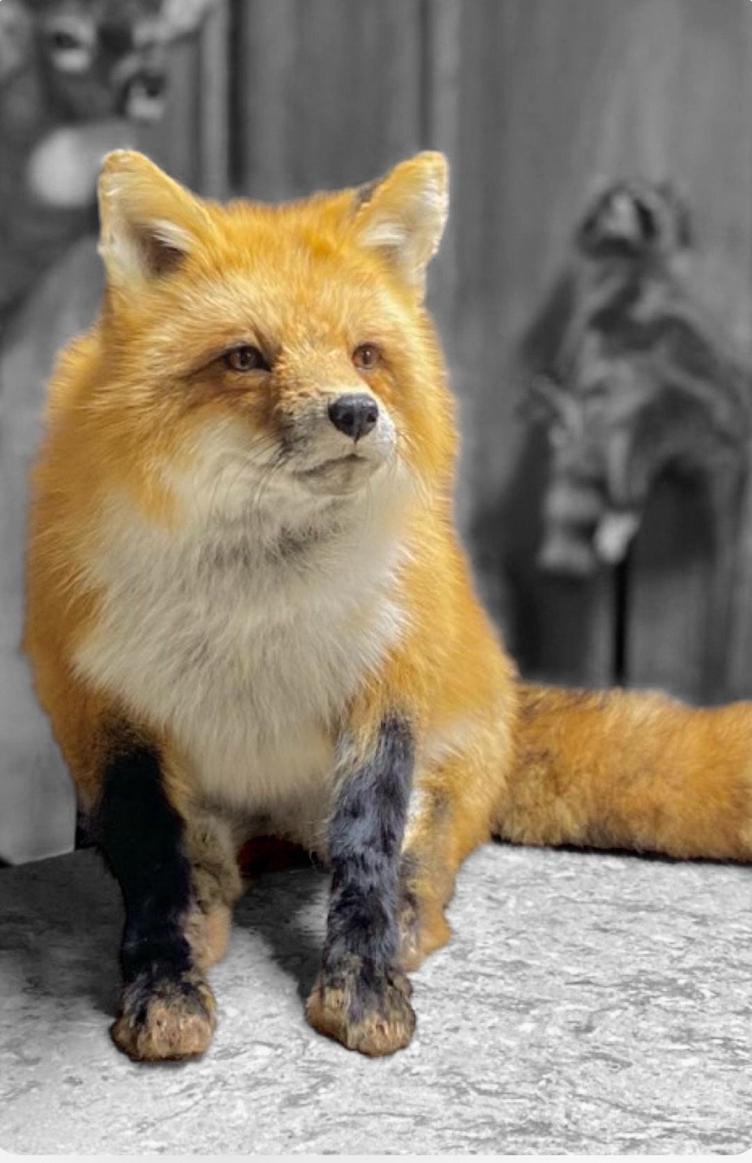 Red Fox Fully Poseable Soft Mount Taxidermy vulpes/vulpes - Etsy