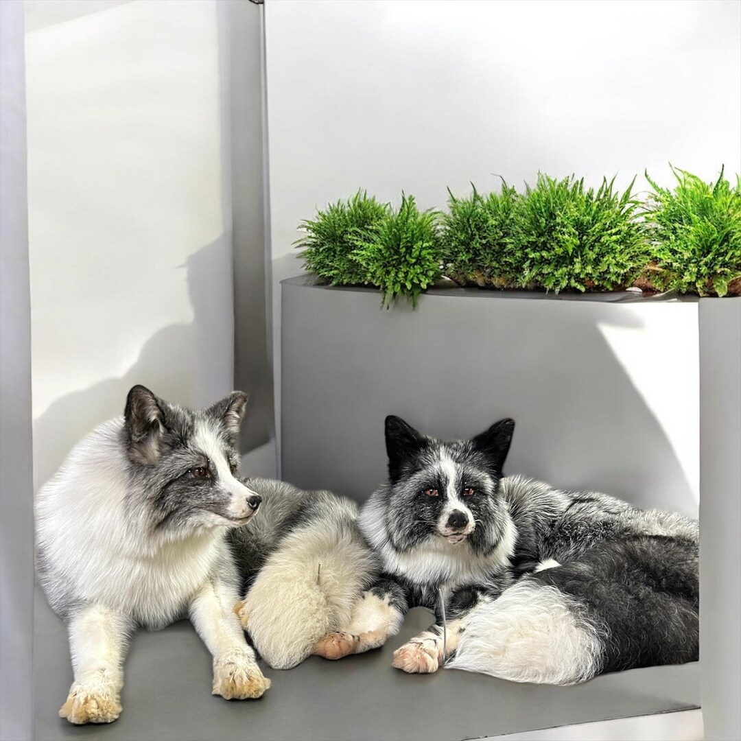 Taxidermy vulpes/vulpes Slate Soft Mount Fox - Etsy