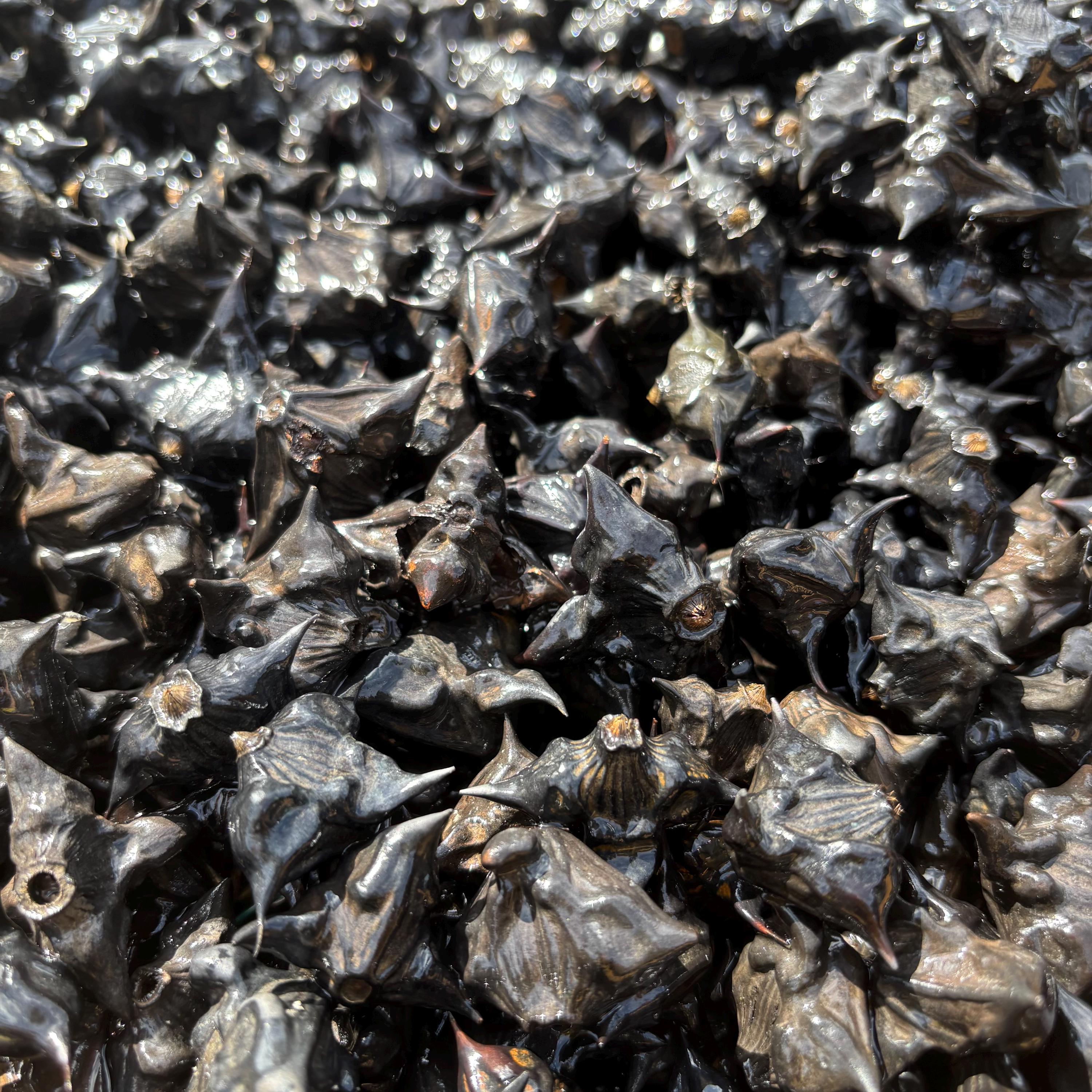 Horned Water Chestnut Seed Pods – Spooky Halloween Witchy Crafts ...