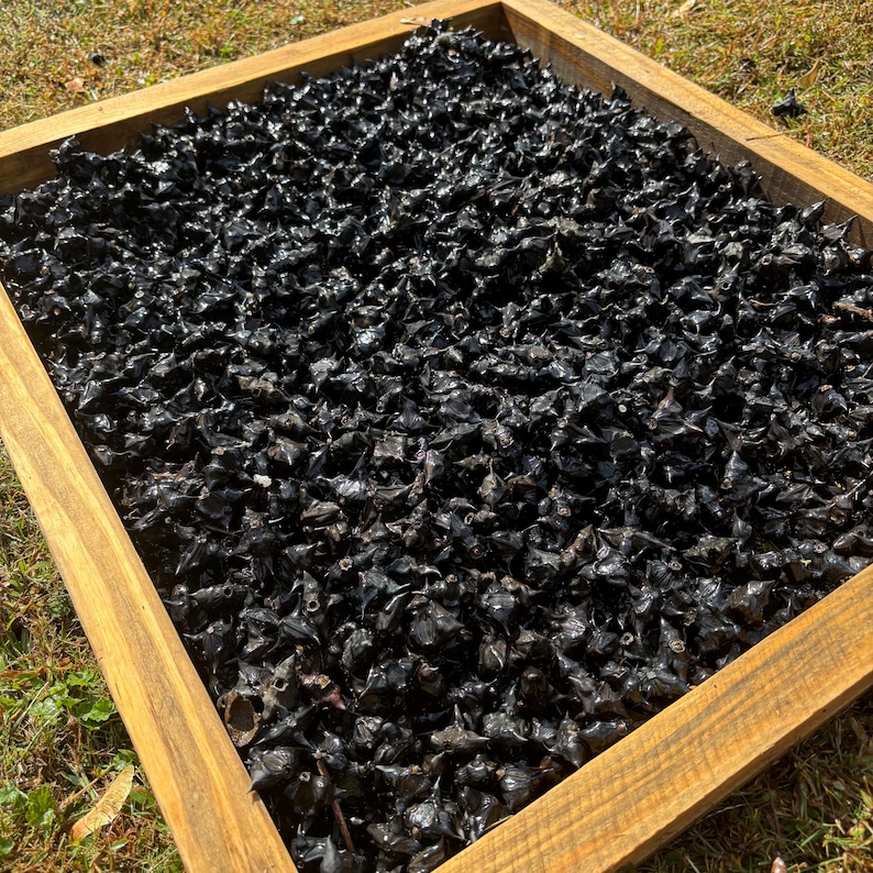 Horned Water Chestnut Seed Pods – Spooky Halloween Witchy Crafts ...