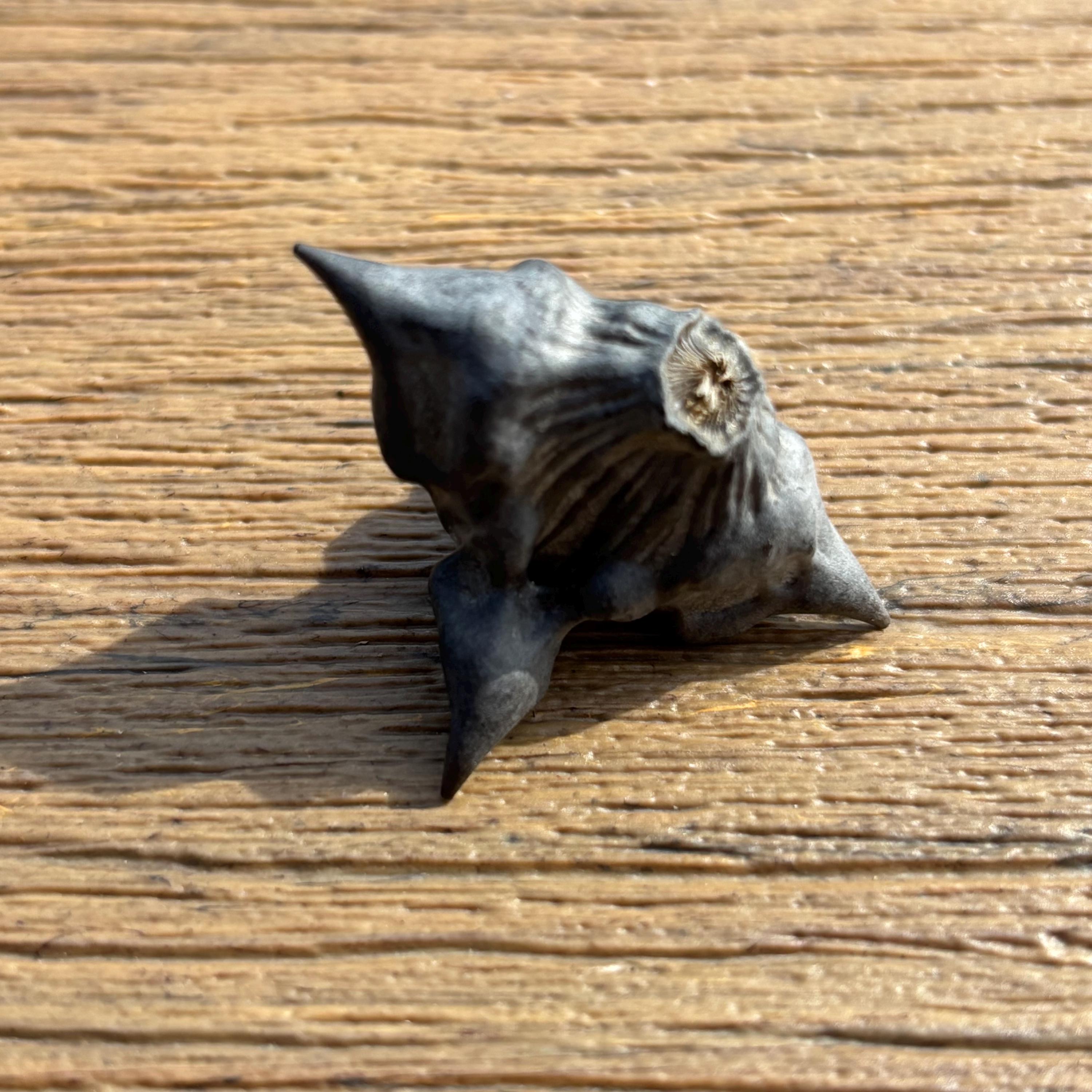 Horned Water Chestnut Seed Pods – Spooky Halloween Witchy Crafts ...