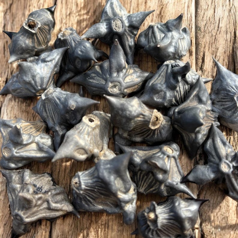 Natural Water Chestnut Seed Pods – Horned Shape for Aquarium Decor, Witchy Crafts, Terrariums ...