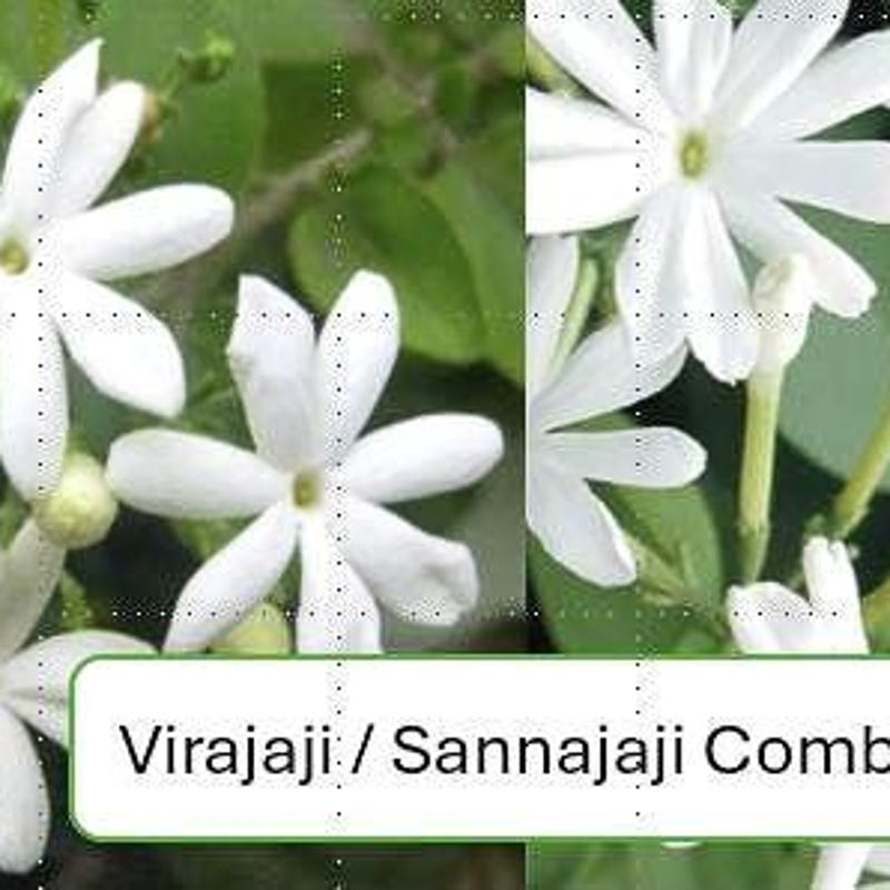 Sannajaji Jasmine Plant - Etsy