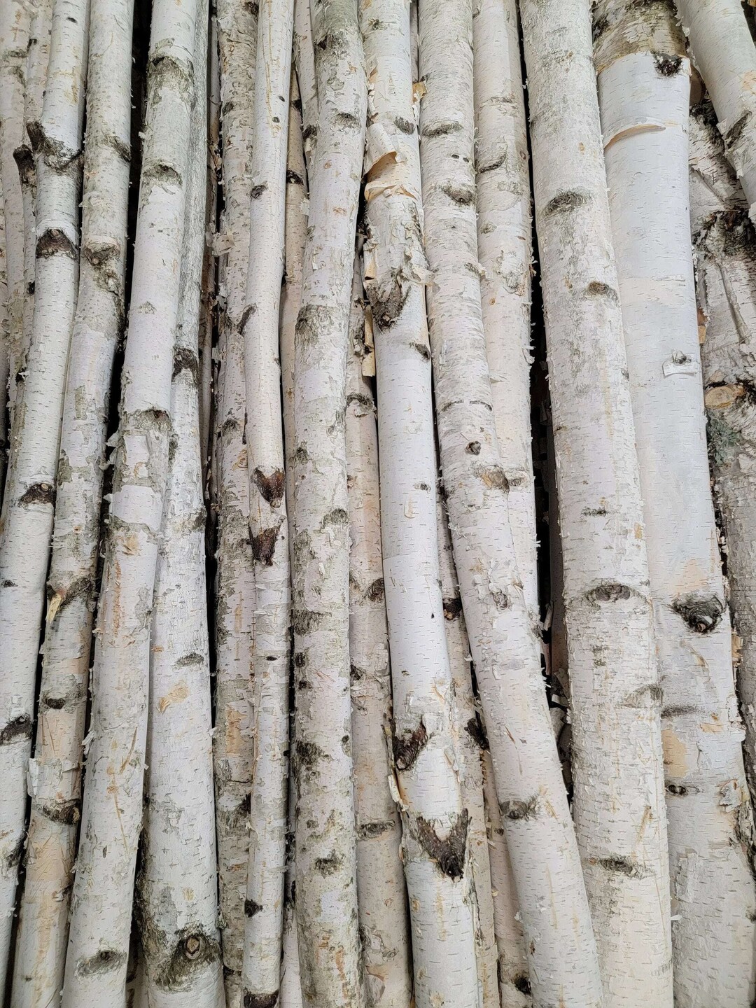 4 Pack - 16", 20", or 28" -> 1"-2" Diameter White Birch Poles - Etsy
