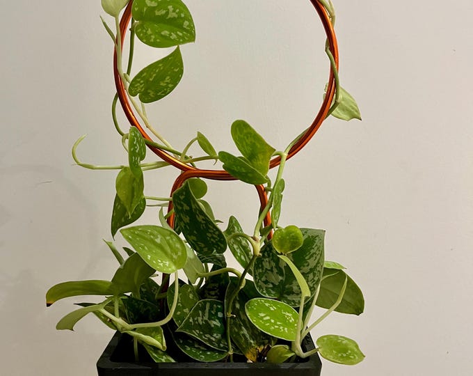 85 100cm Monstera Deliciosa Taurii XL Swiss Cheese Plant 30cm Pot House ...