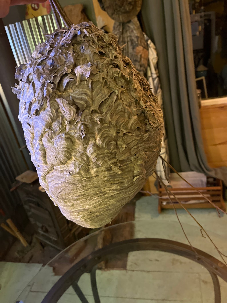 Paper Wasp Nest. Large - Etsy