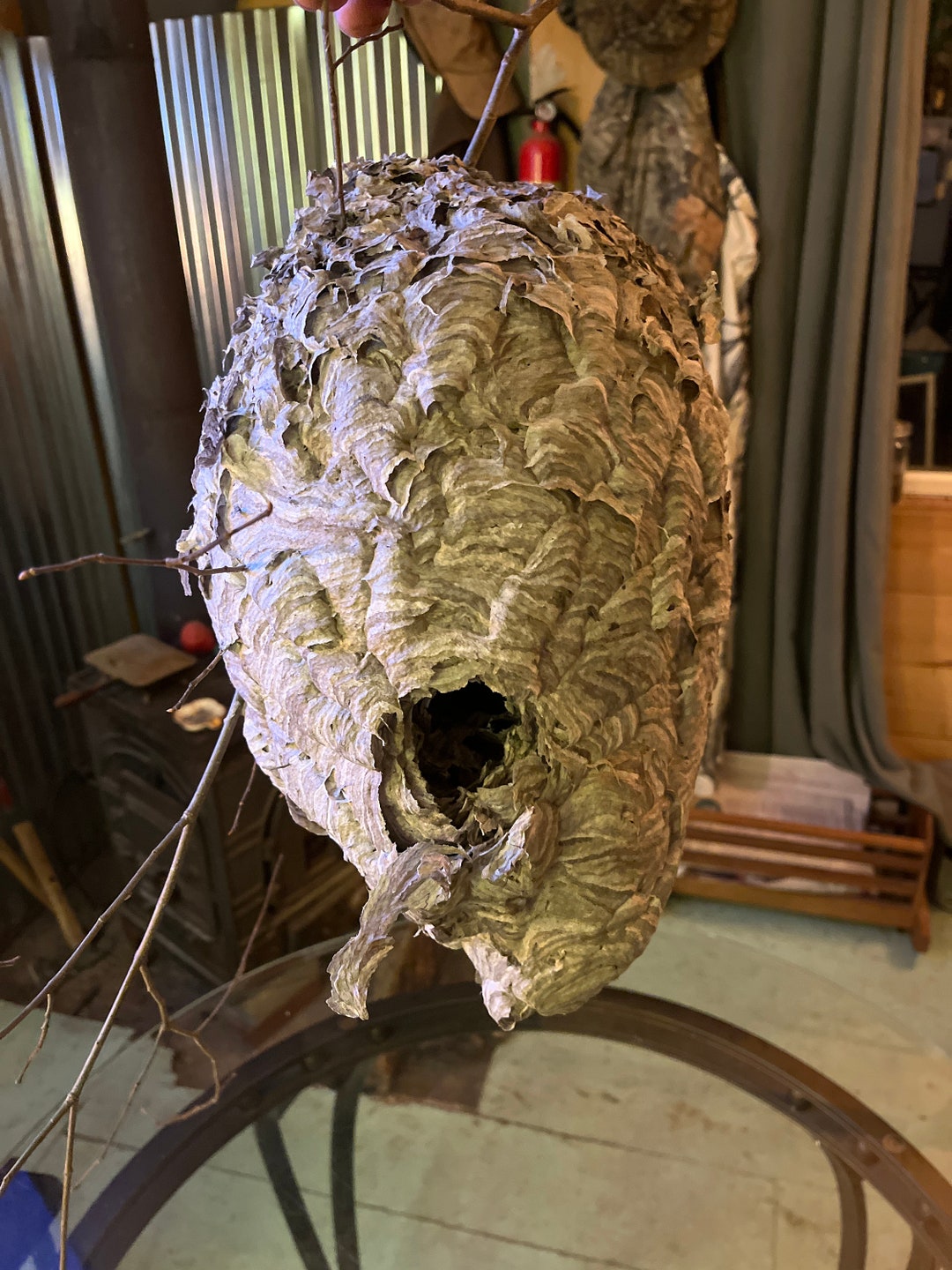 Paper Wasp Nest. Large - Etsy