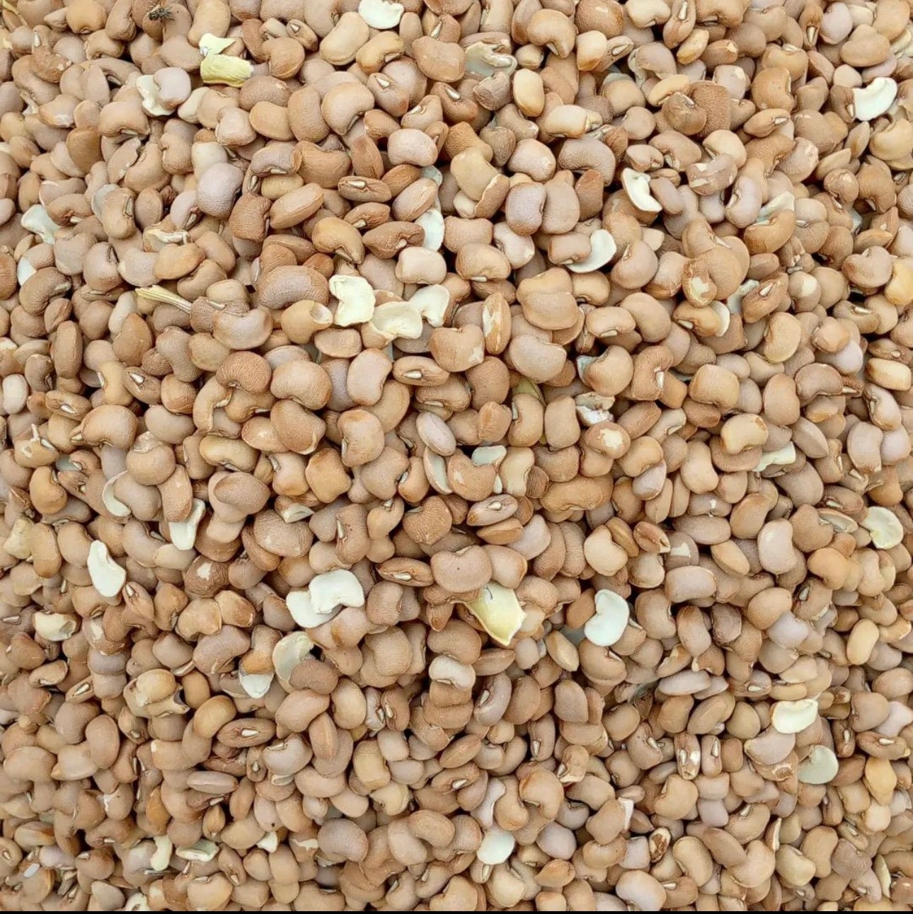 Honey Beans / Oloyin Beans/ Ewa Oloyin/ Brown Beans - Etsy