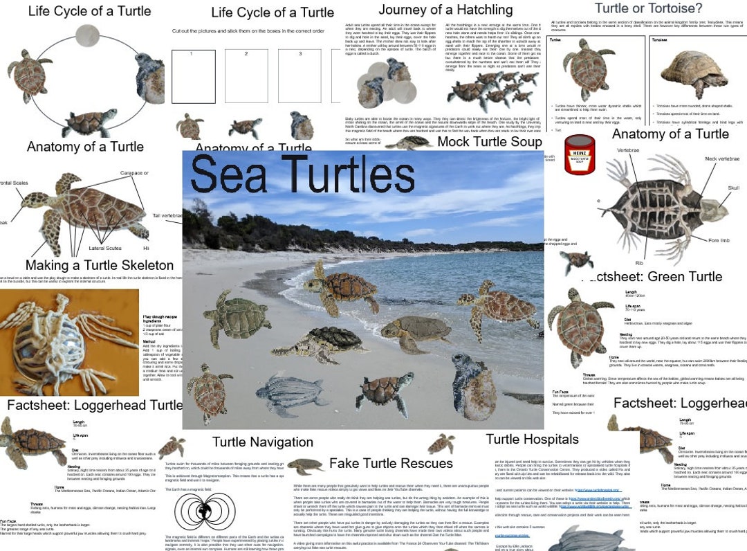 A Complete Homeschool Unit Study on Sea Turtles - Etsy