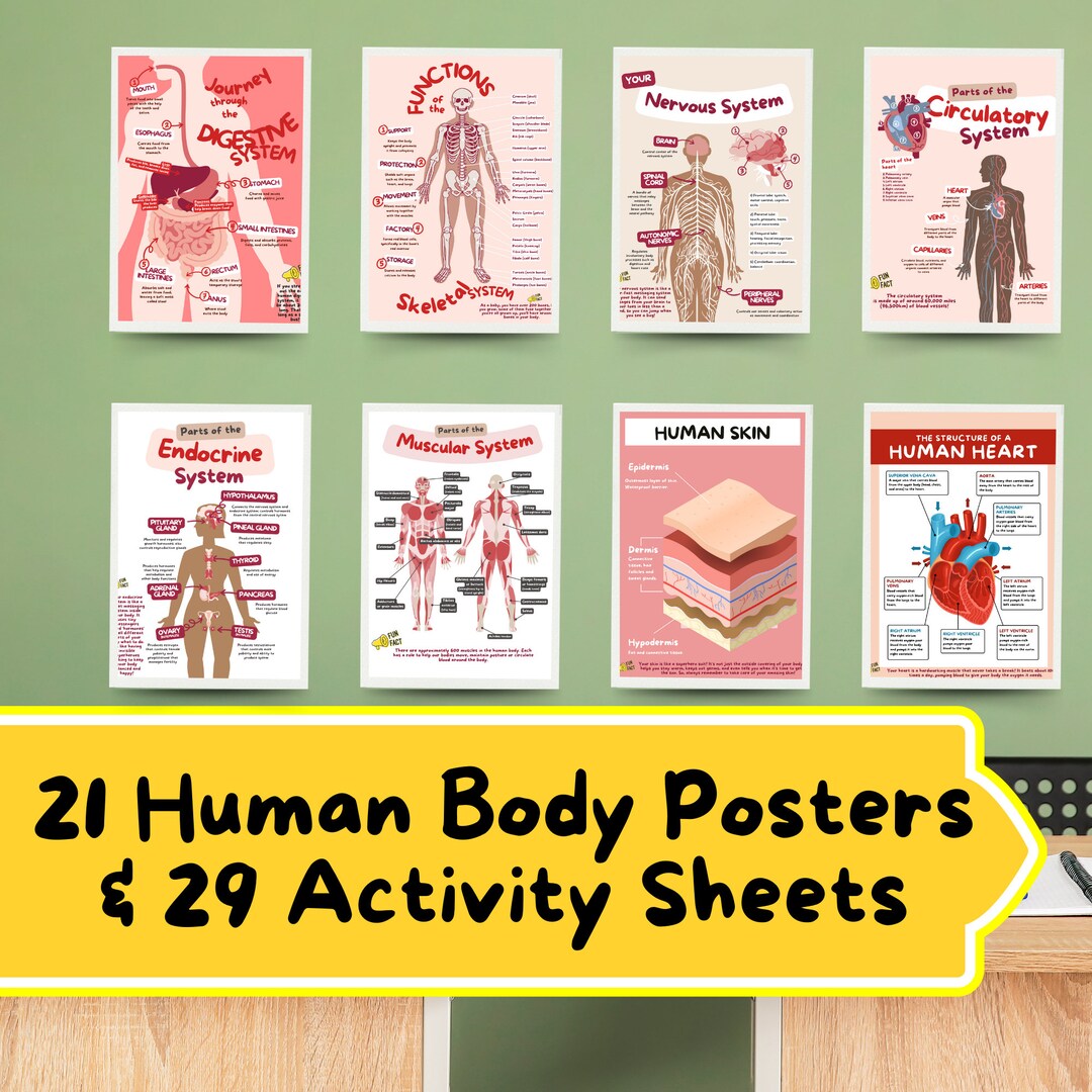 Human Body Busy Book 50 Pages, Montessori Materials, Homeschool ...