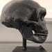 Denisovan Dragon Man Complete Skull Reconstruction - Etsy