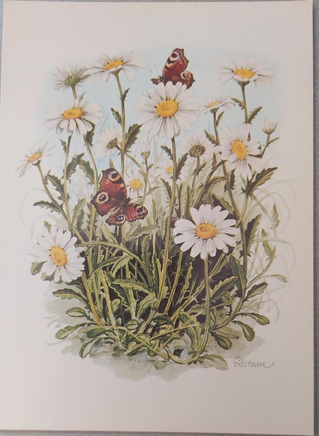 Postcard by Famous Swedish Illustrator Björn Gidstam "ox-eye Daisies ...