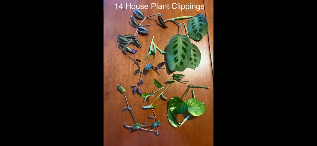 14 House Plant Clippings for Propagating - Etsy