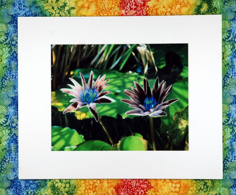 Moon Lilies - 8" 10" Photograph - Etsy