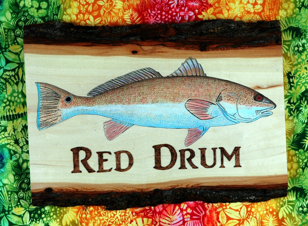 Muscular Red Drum Wood Burning Mixed Media - Etsy