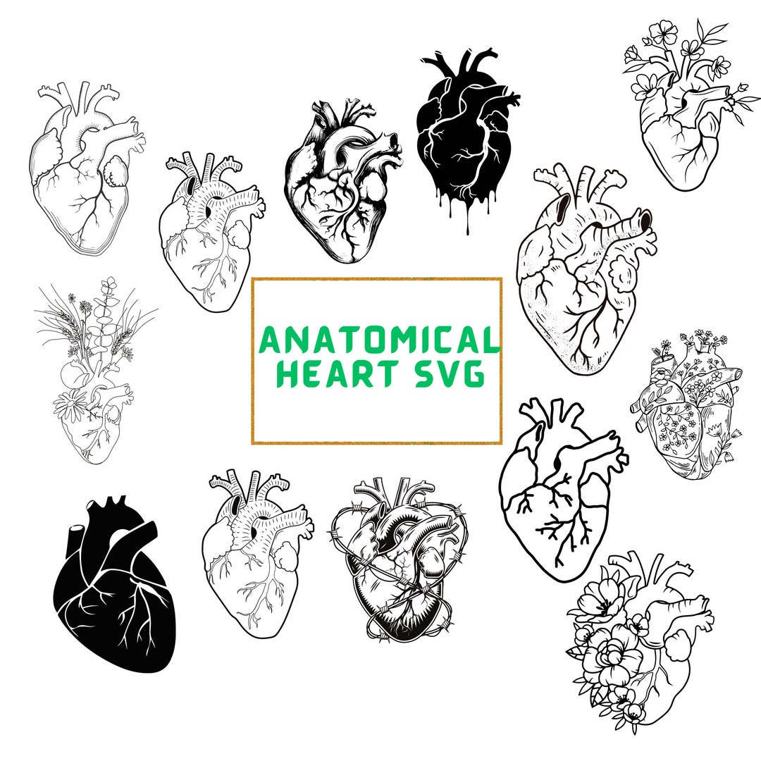 New Svg, Anatomy Svg, Anatomical Heart svg bundle, Flower Heart Svg ...