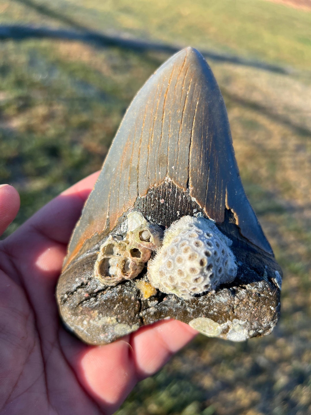 Rare Megalodon Tooth Fossil With Coral - 5.25" - Etsy