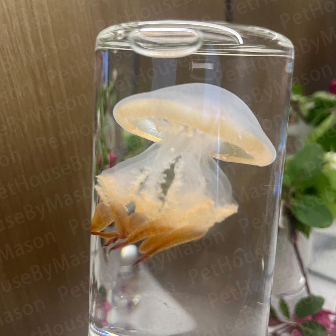 Real Moon Jellyfish Specimen in Glass Jar, Wet Specimen Preserved ...