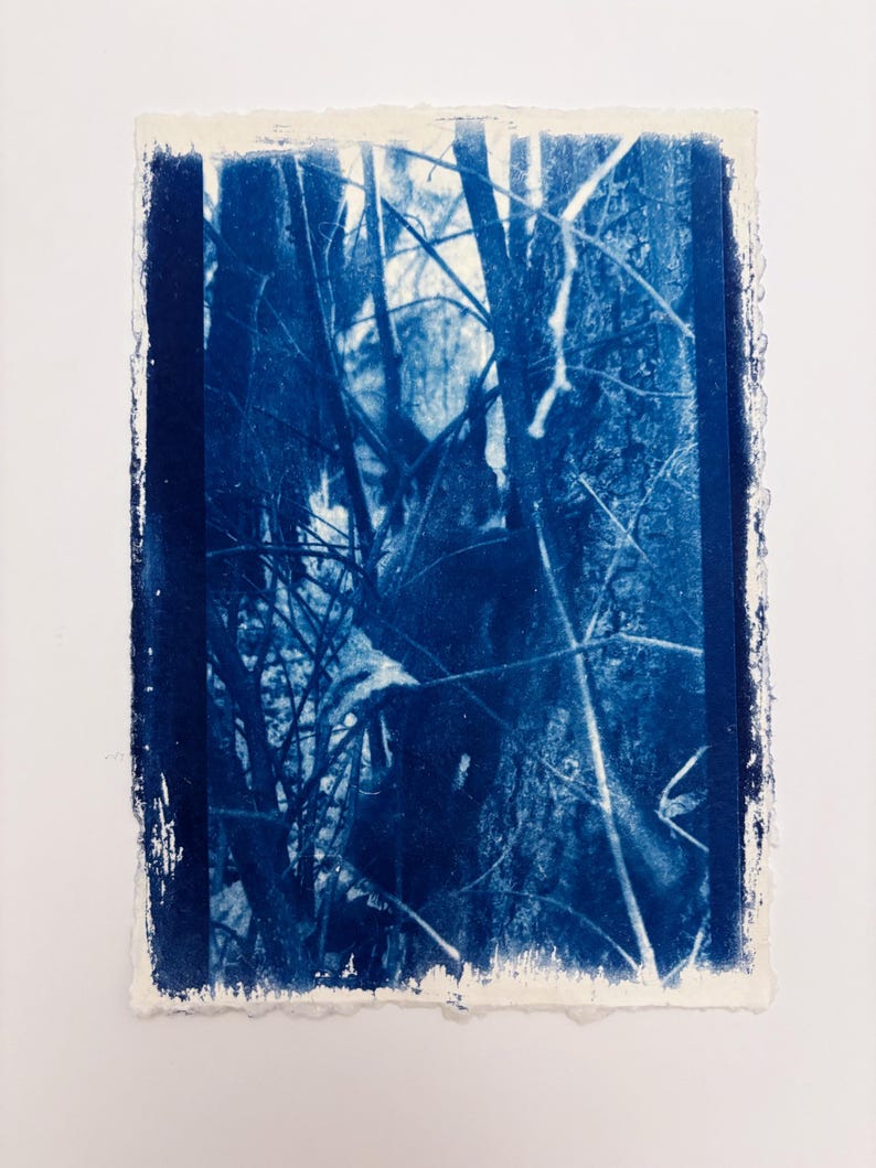 Original Cyanotype Print on Handmade Cotton Paper. Squirrel on a Tree ...