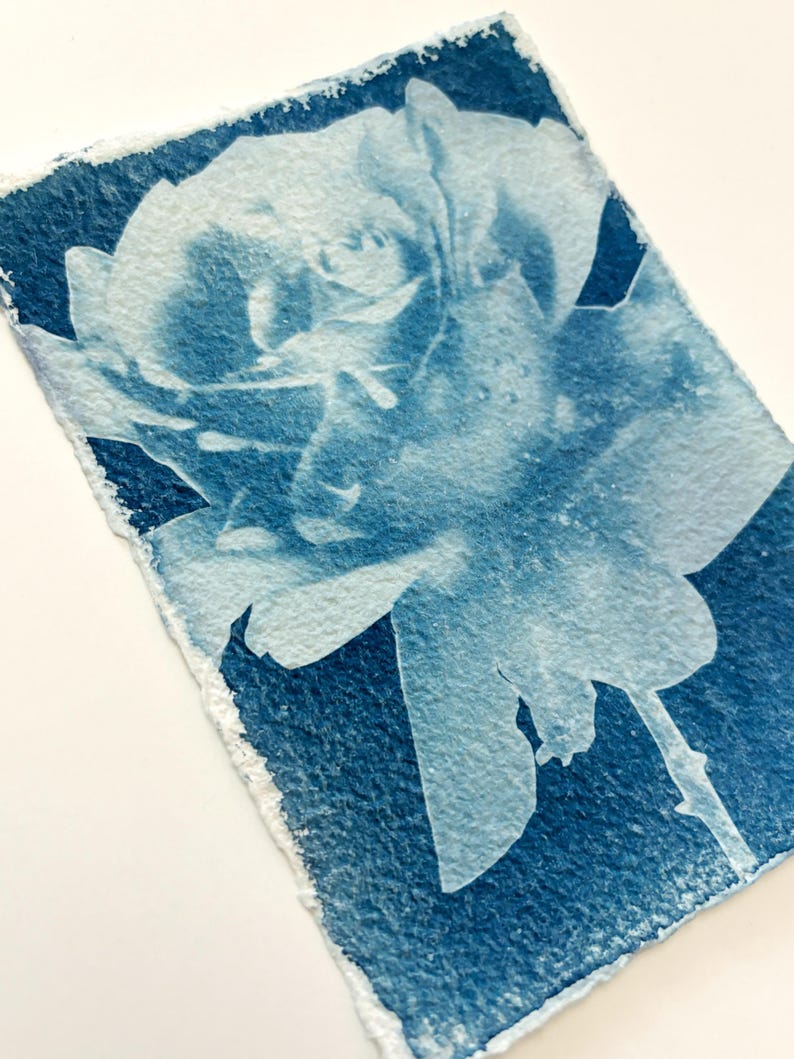Original Rose Cyanotype. Unique Blueprint. Sunprint. - Etsy