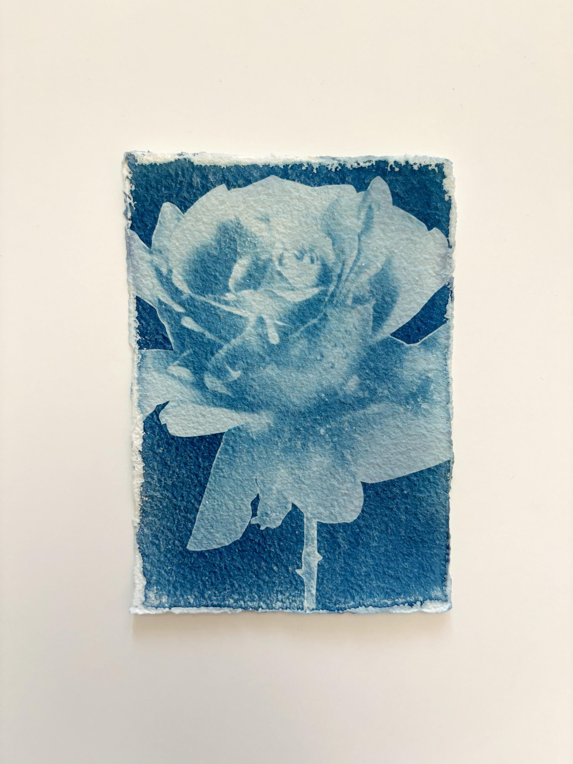 Original Rose Cyanotype. Unique Blueprint. Sunprint. - Etsy