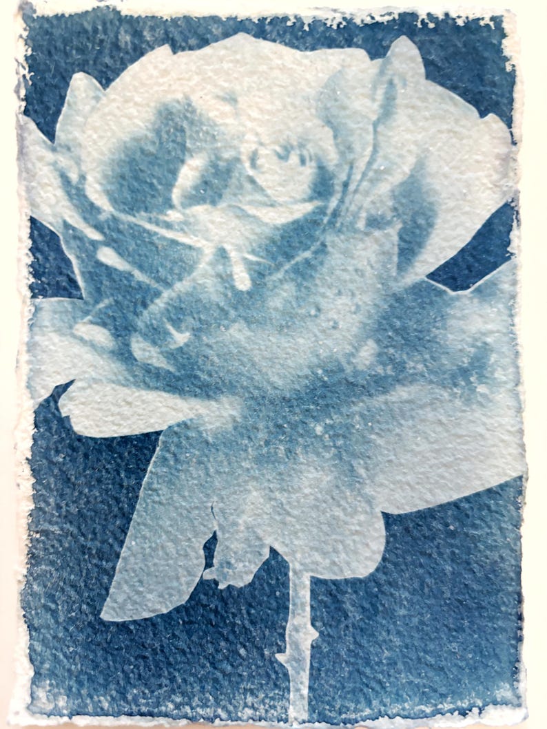 Original Rose Cyanotype. Unique Blueprint. Sunprint. - Etsy