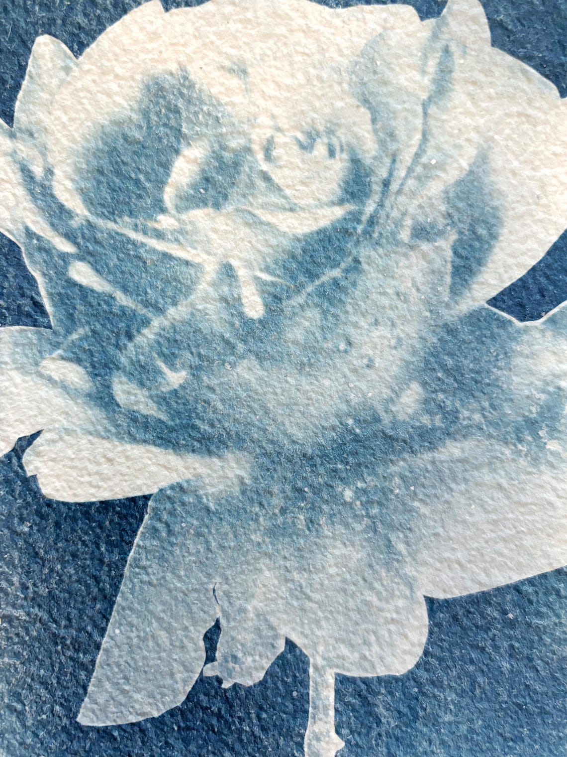 Original Rose Cyanotype. Unique Blueprint. Sunprint. - Etsy