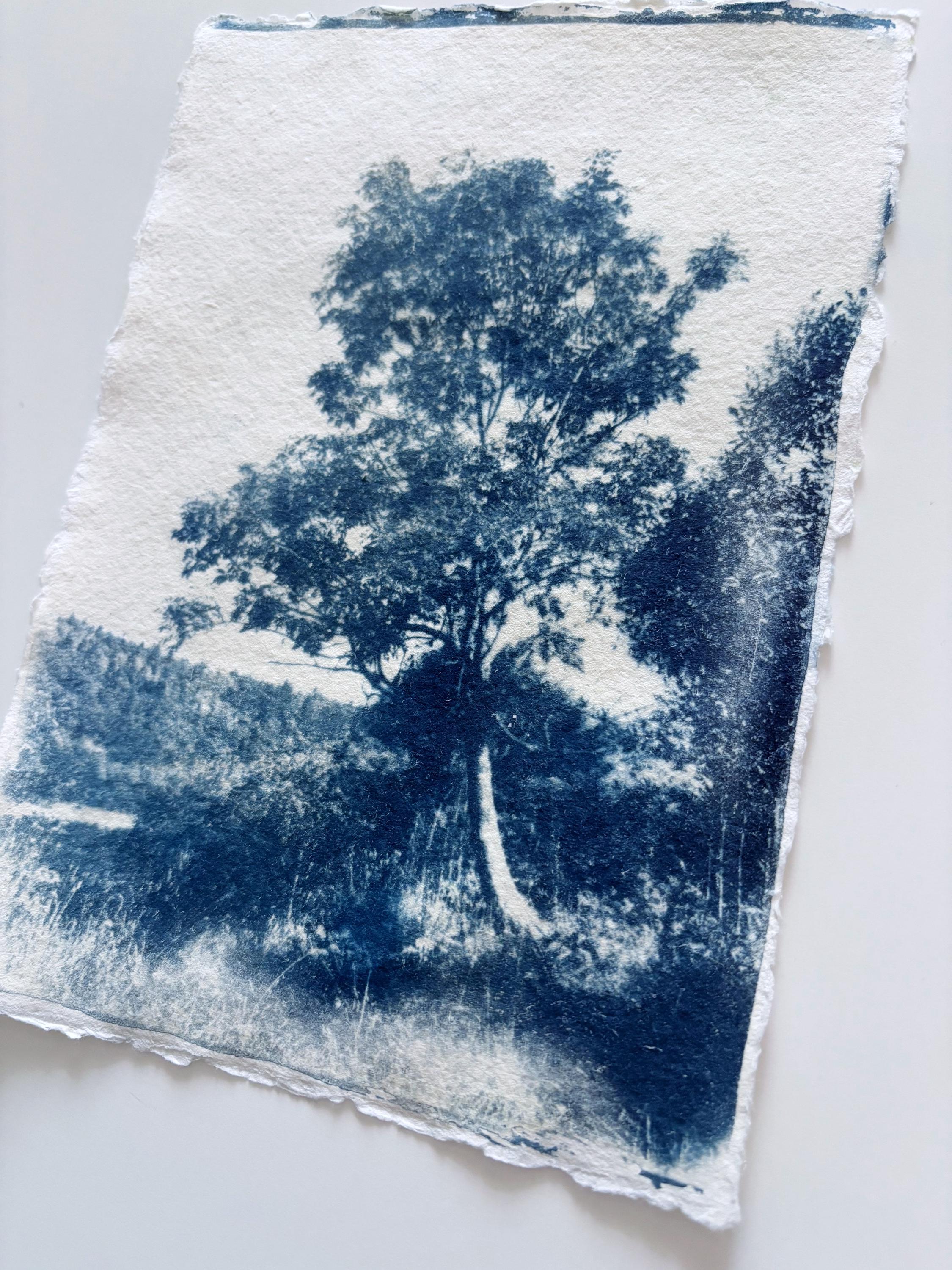 Original Cyanotype Landscape on Handmade Paper. Created From Analog ...