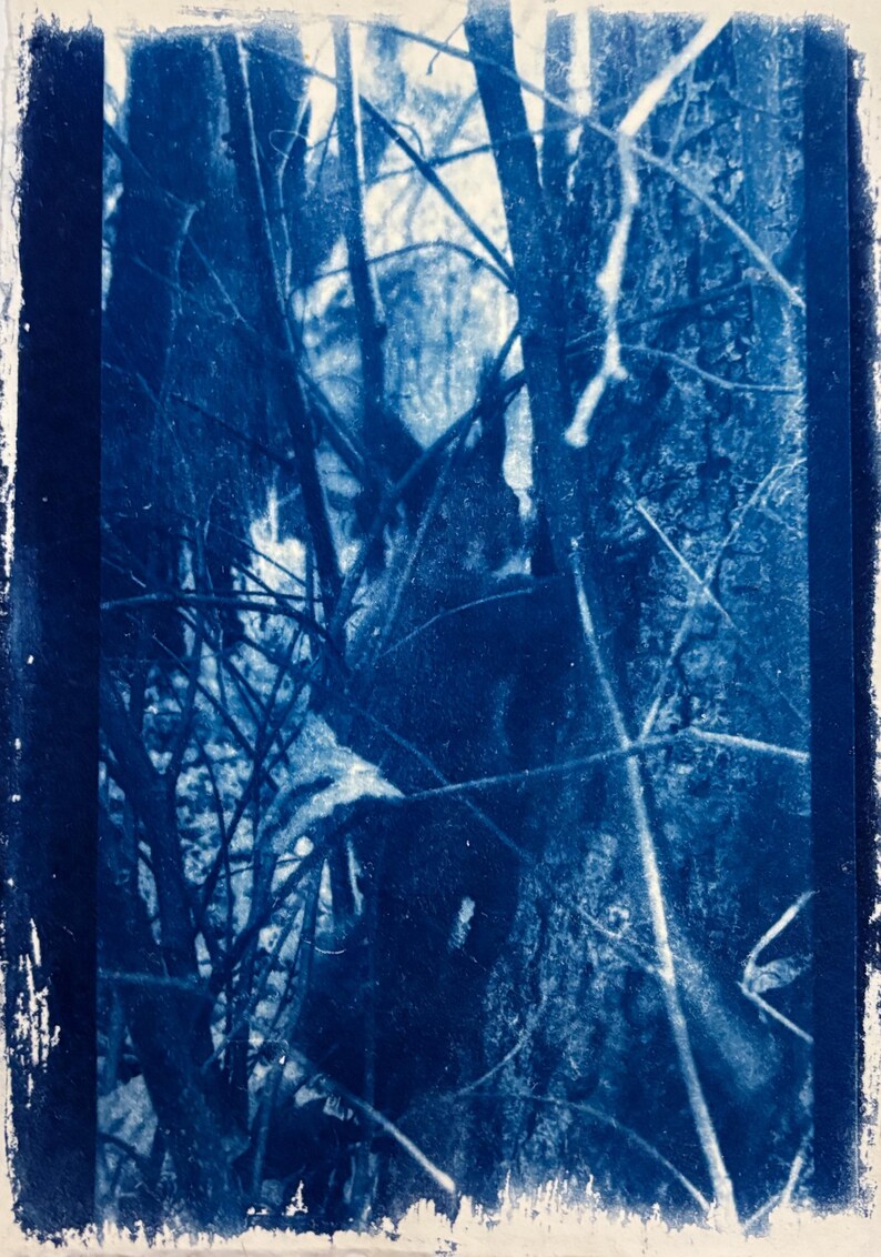 Original Cyanotype Print on Handmade Cotton Paper. Squirrel on a Tree ...