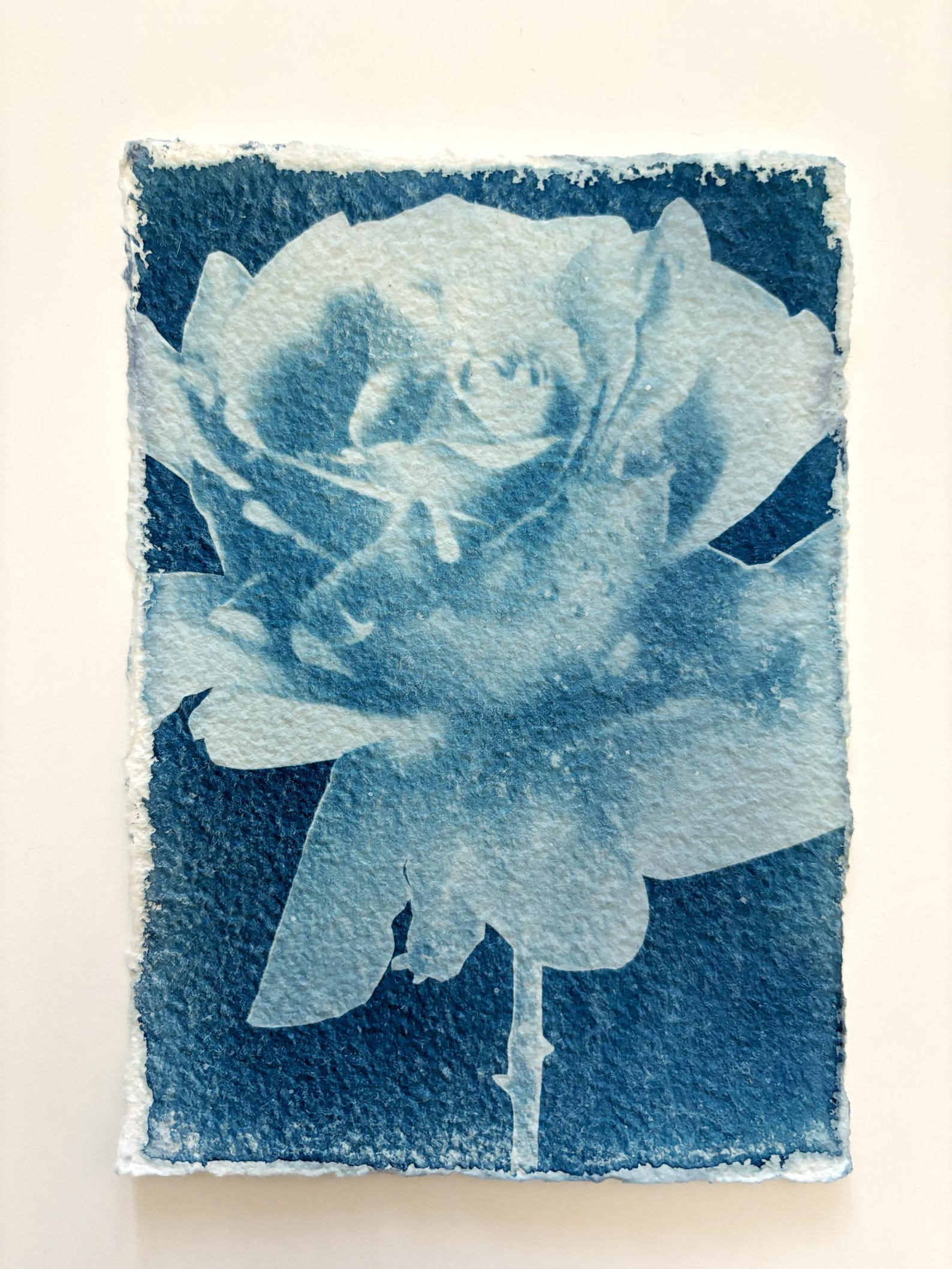 Original Rose Cyanotype. Unique Blueprint. Sunprint. - Etsy