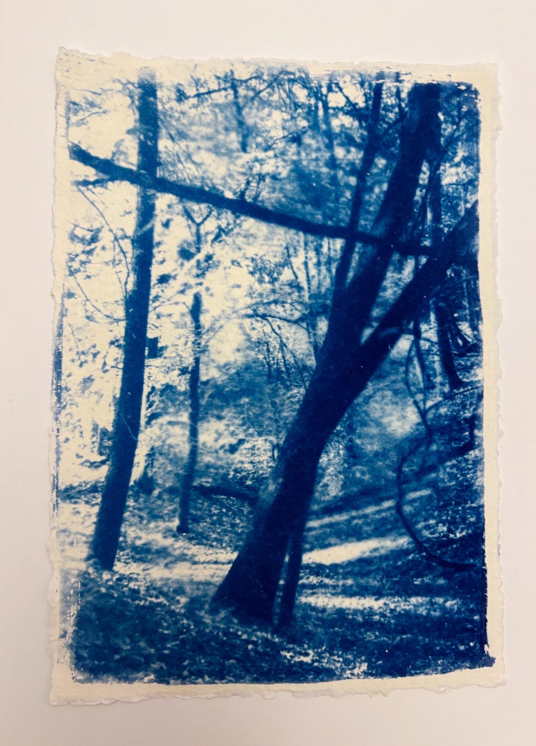 Original Cyanotype Print. Forest Artwork. 15x21 Cm - Etsy