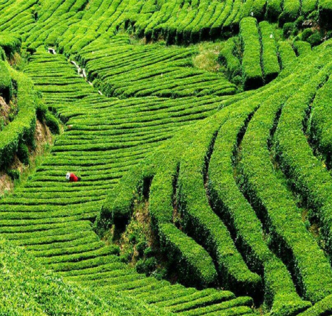 Tieguanyin Oolong Tea Premium - Etsy