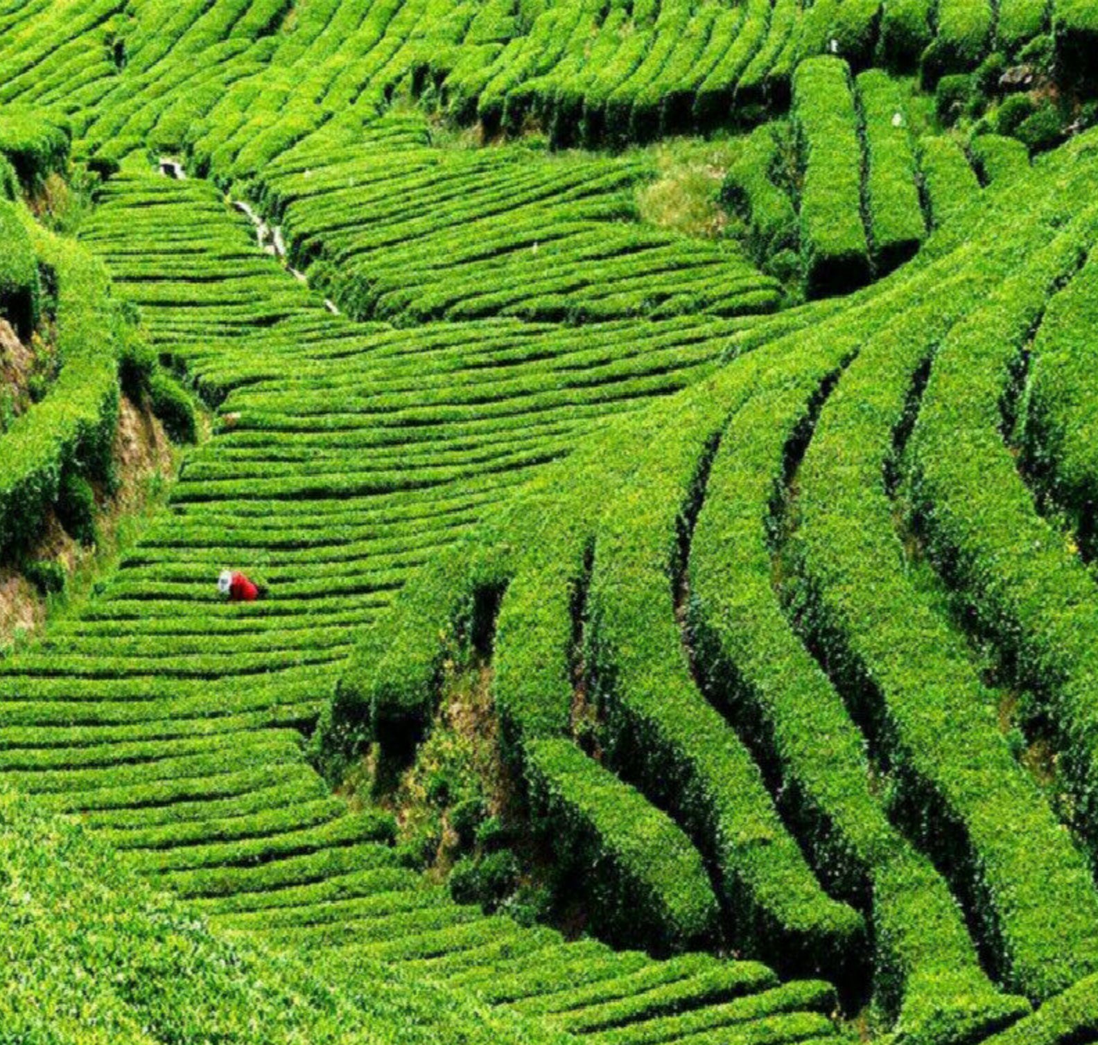 Tieguanyin Oolong Tea Premium - Etsy