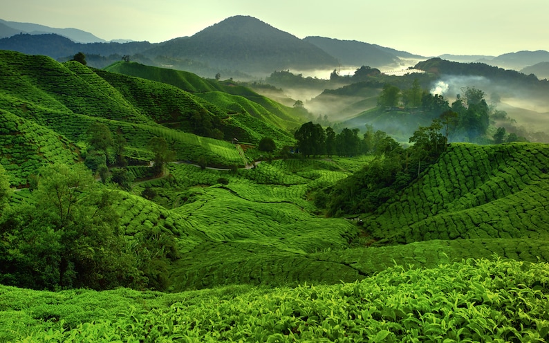 Huan Jing Gui / Golden Osmanthus Oolong Tea - Etsy