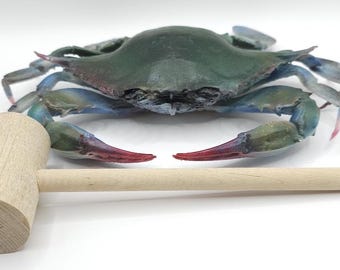 Chesapeake Blue Crab Extra Large Size - Realistic, Hand-painted ...