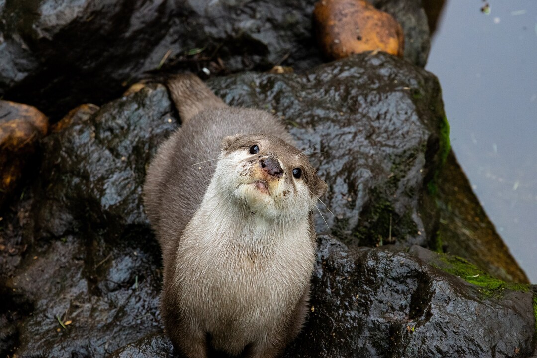 Otter Wildlife Photography Print A4 Framed Black/white - Etsy