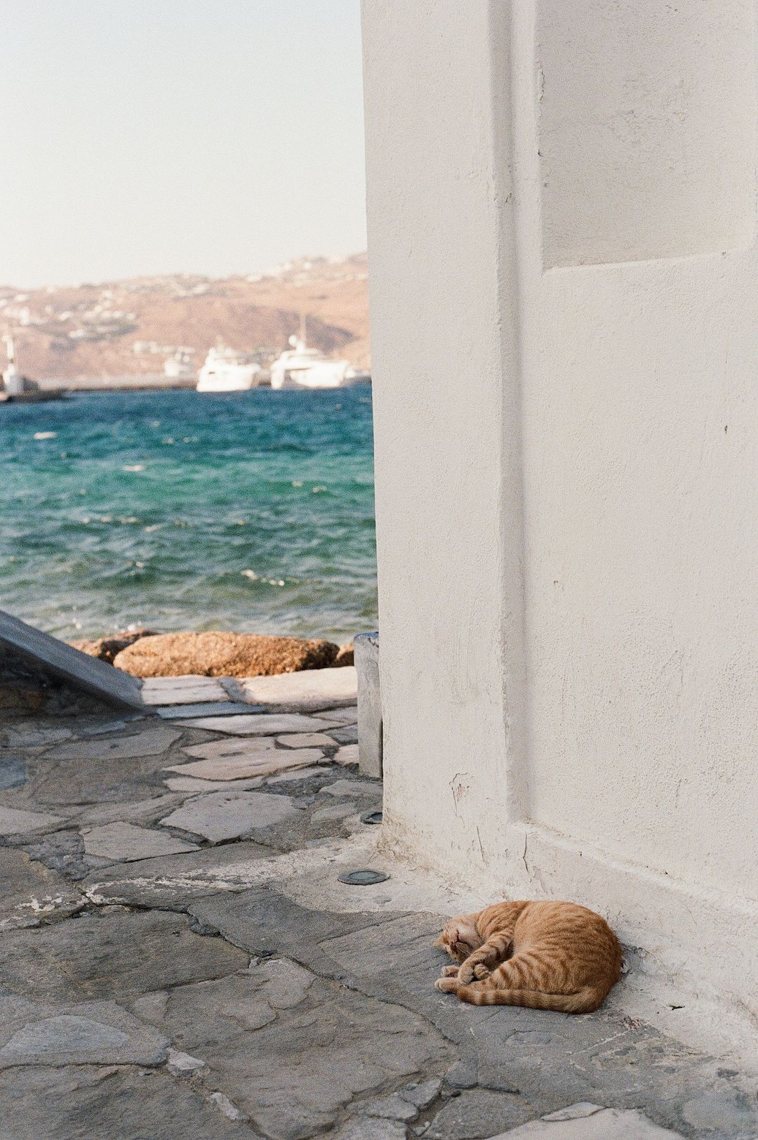 Mykonos Siesta: Tranquil Cat by the Sea Mykonos, Greece Contemporary ...