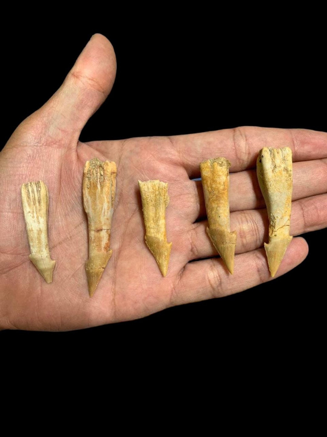 Sawfish Onchosaurus Cretaceous Period Prehistoric Fossil 5 Teeth - Etsy