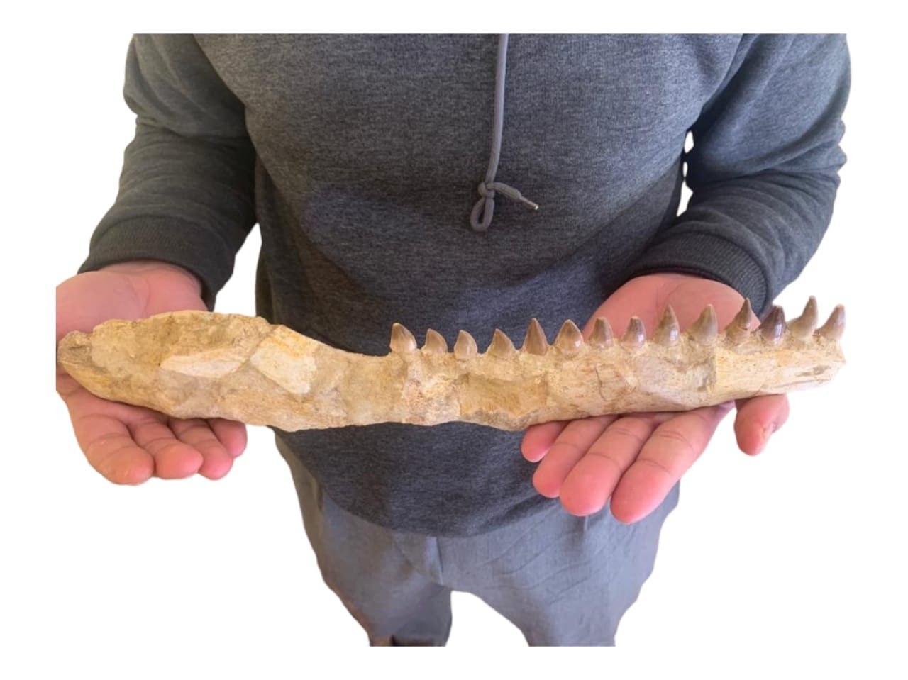 Opportunity and Occasion Jaw Mosasaurus Teeth Fossil a Nice Condition ...
