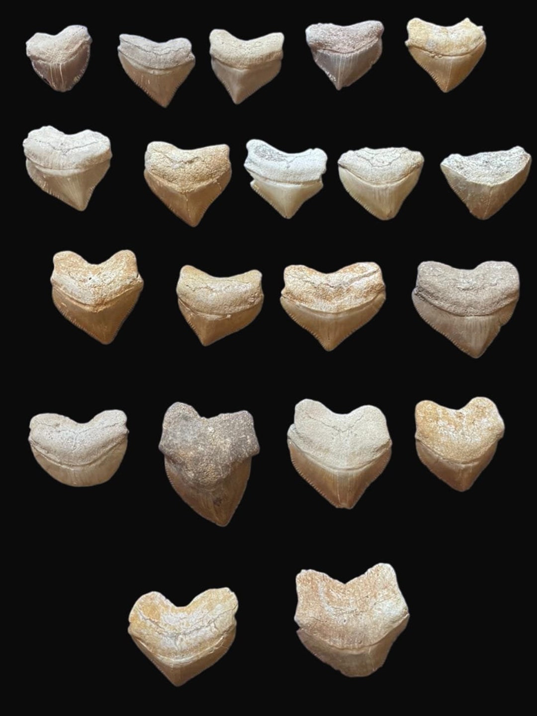 The First Time 20 Squalicorax Crow Sharks Fossils Teeth Rare - Etsy