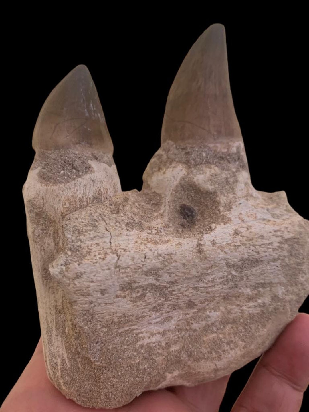 Archeology Jaw Mosasaurus Fossil Teeth Happy Chrismas - Etsy