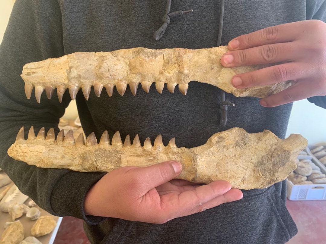 Opportunity and Occasion Jaw Mosasaurus Teeth Fossil a Nice Condition ...