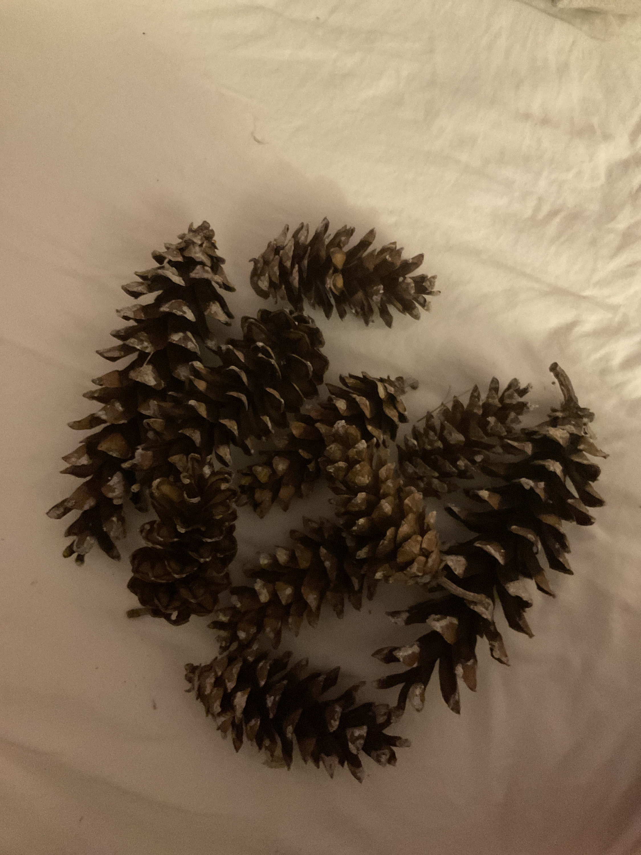 Real Pinecones - Etsy