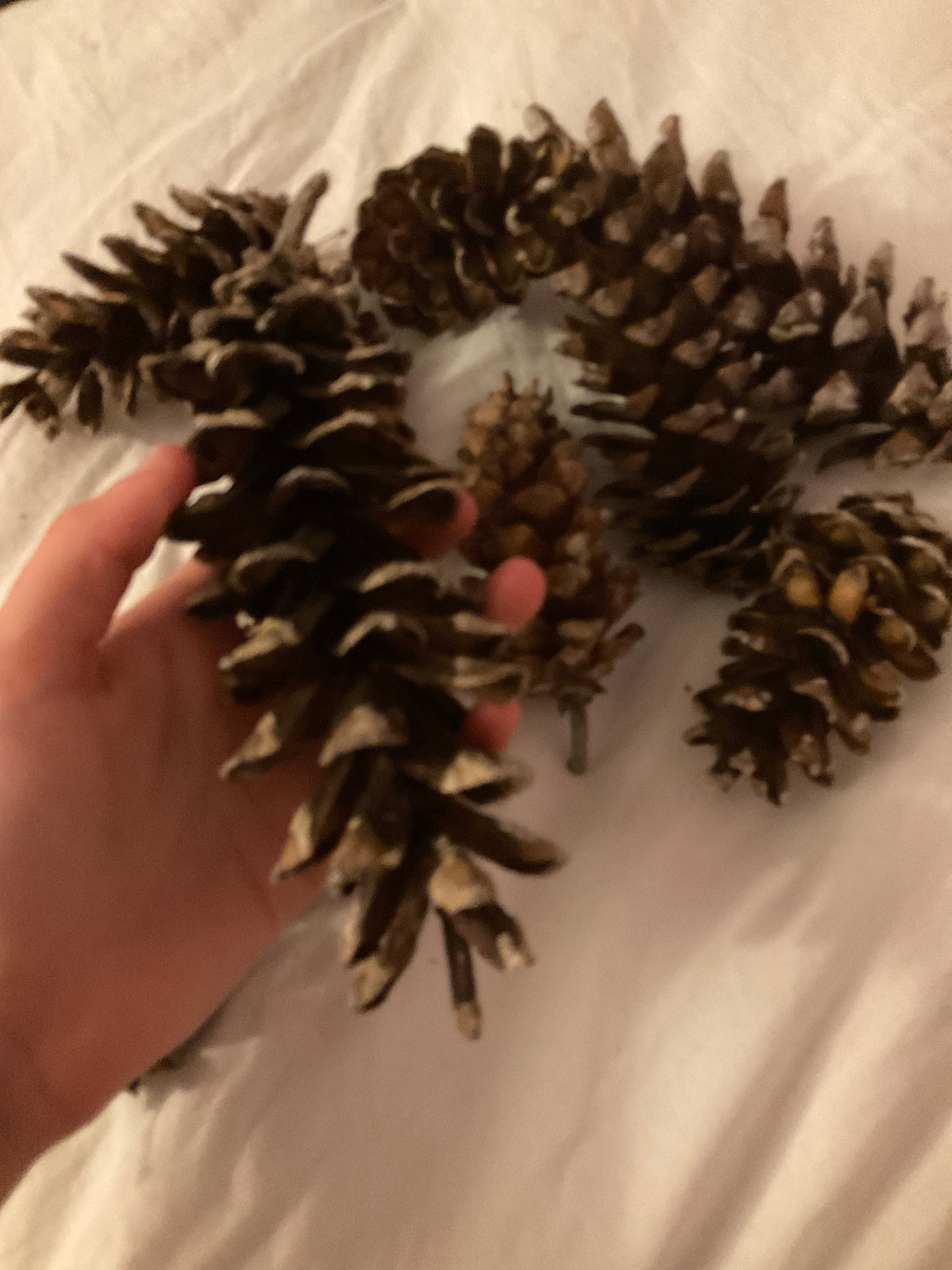 Real Pinecones - Etsy