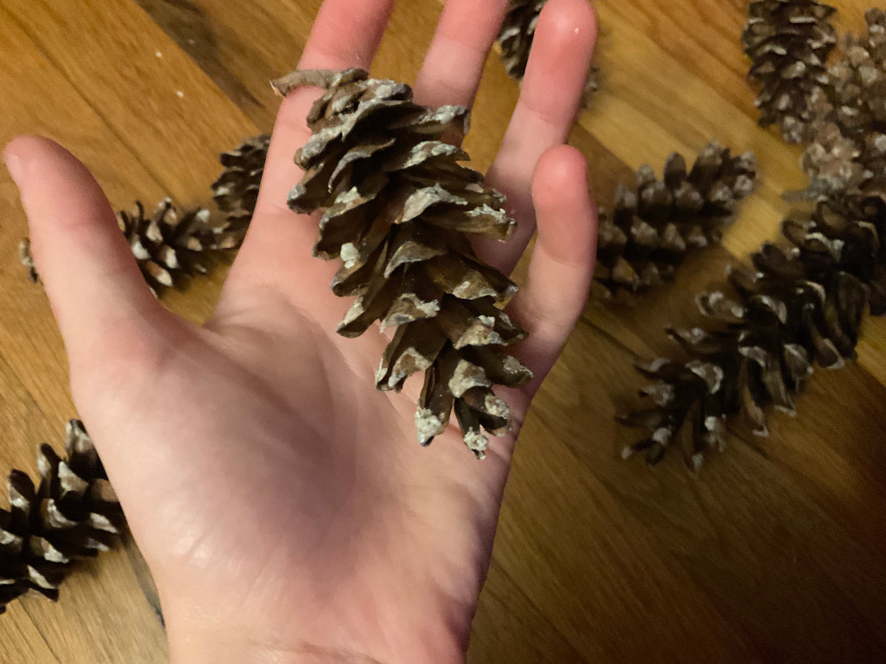 Real Pinecones - Etsy