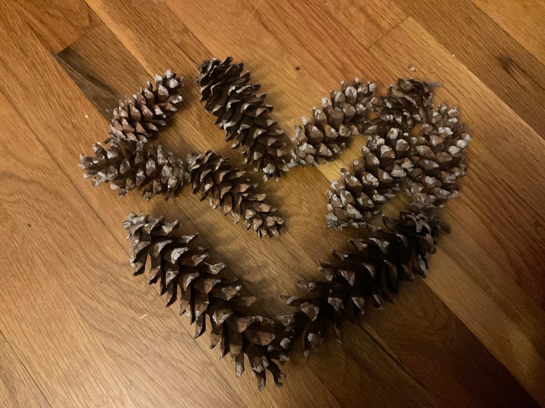 Real Pinecones - Etsy